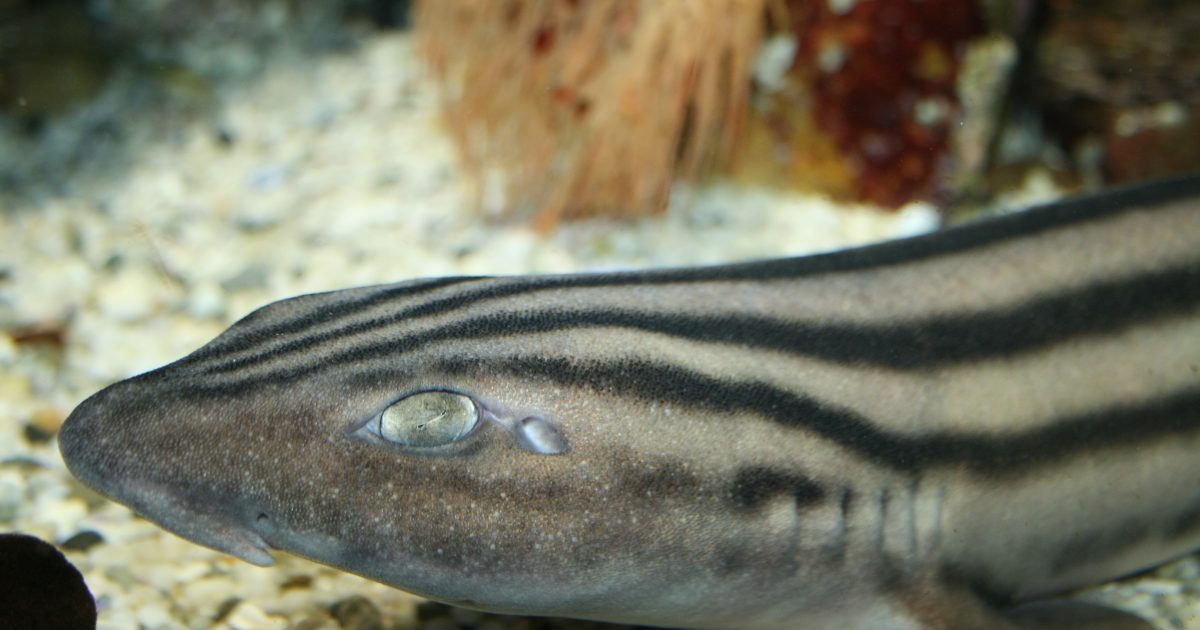 Two Oceans Aquarium | Pyjama catshark