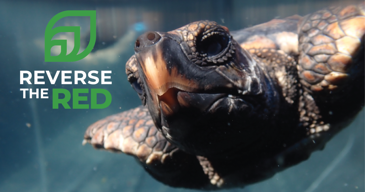 Two Oceans Aquarium | Reverse the Red Day