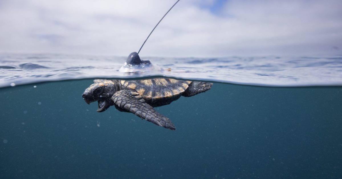 Two Oceans Aquarium | Tracking turtles into their lost years: ﻿A…