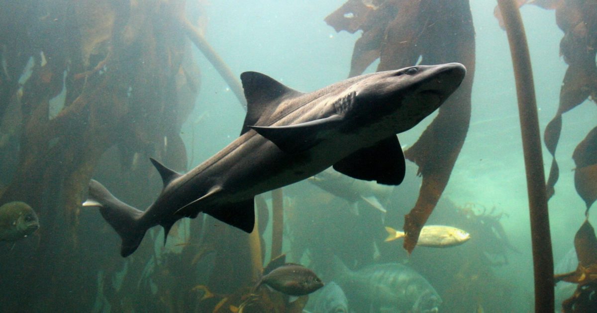 Two Oceans Aquarium Foundation | Shark showcase: spotted gully shark…