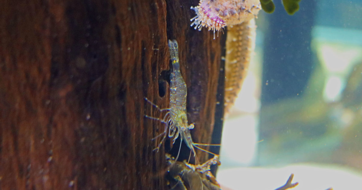 Two Oceans Aquarium | Sand shrimp