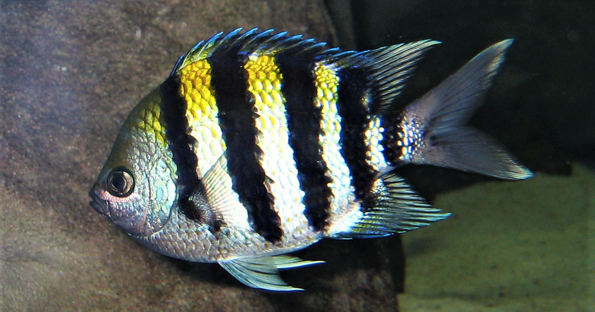 sergeant major fish aggressive