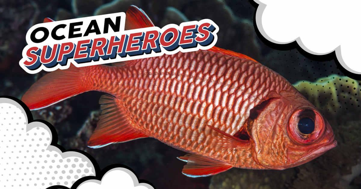 Two Oceans Aquarium | Life in the shadows: what does it take to be a…