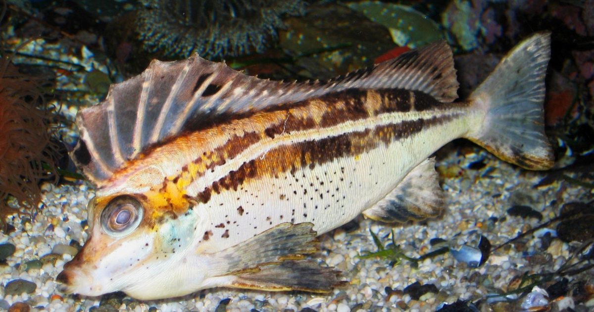 Two Oceans Aquarium | Spinynose horsefish