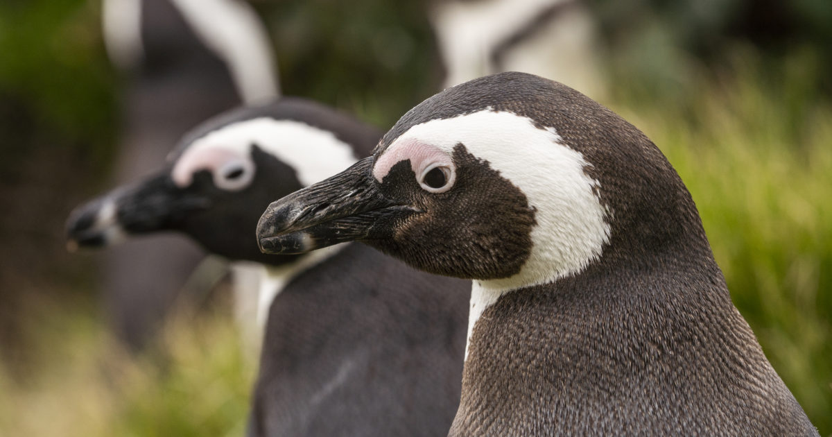 Two Oceans Aquarium Foundation | Conservation