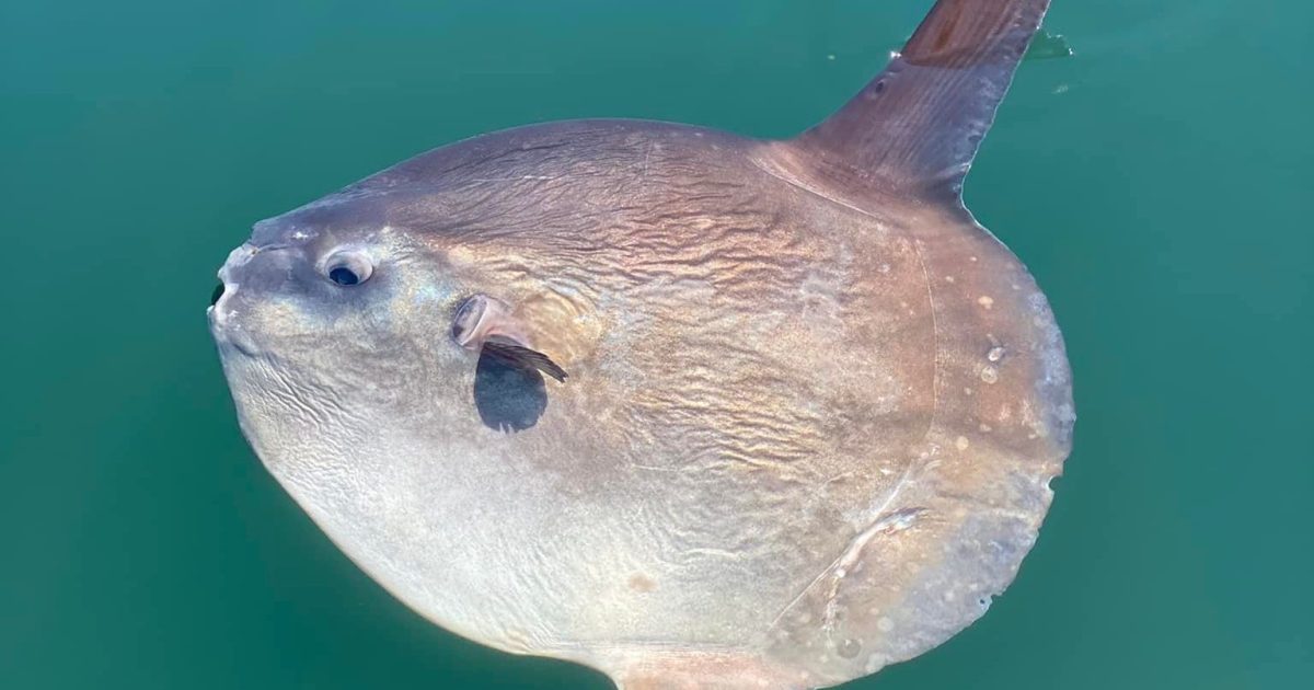 Two Oceans Aquarium The weird and wonderful sunfish Everything you