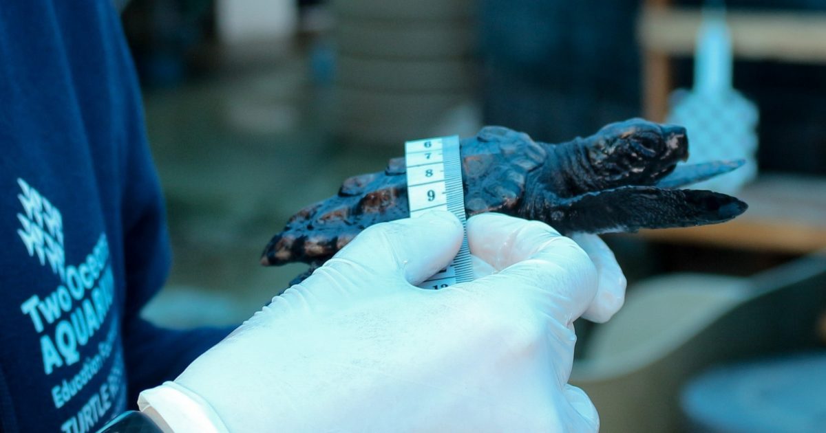 Two Oceans Aquarium | Turtle rehabilitation at its finest: What I…