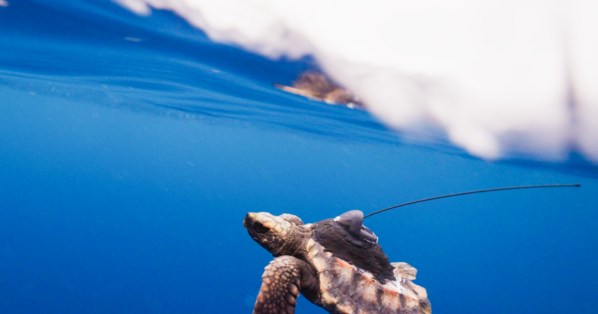 Two Oceans Aquarium | We released 12 juvenile loggerhead turtles into…