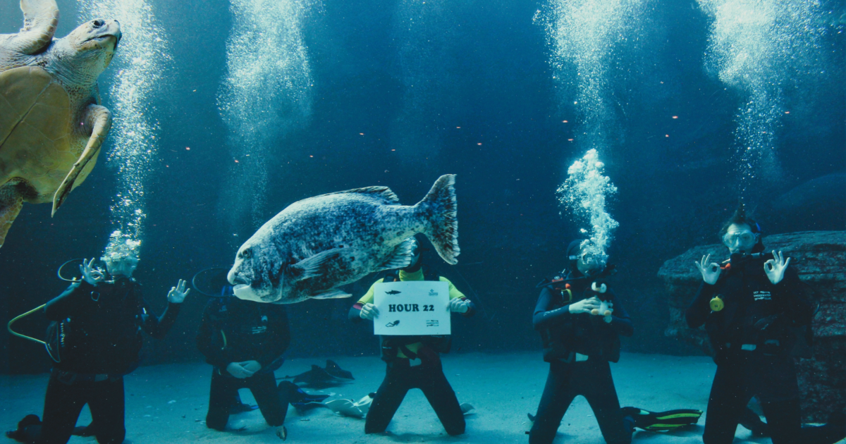 Two Oceans Aquarium | Diver24: UCT divers attempting 24-hour diver…