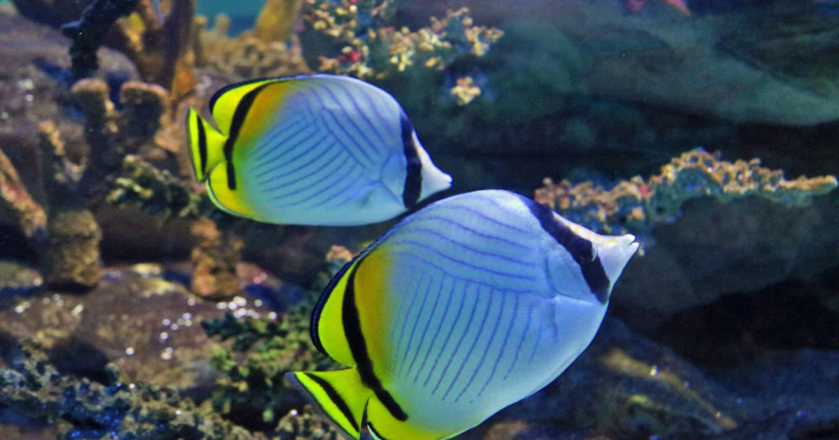 Two Oceans Aquarium | Vagabond butterflyfish