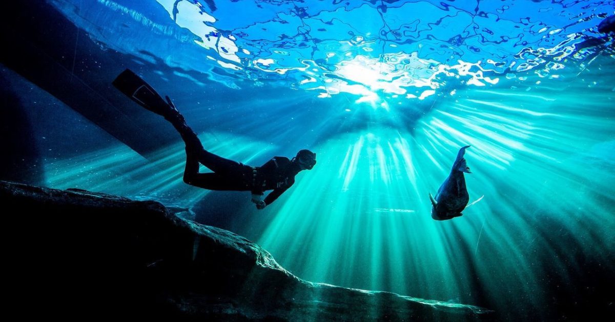 Two Oceans Aquarium | Buoyancy: animals vs divers