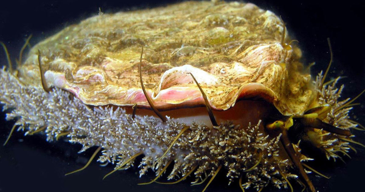 Two Oceans Aquarium | Learn more about the almost-extinct abalone or…