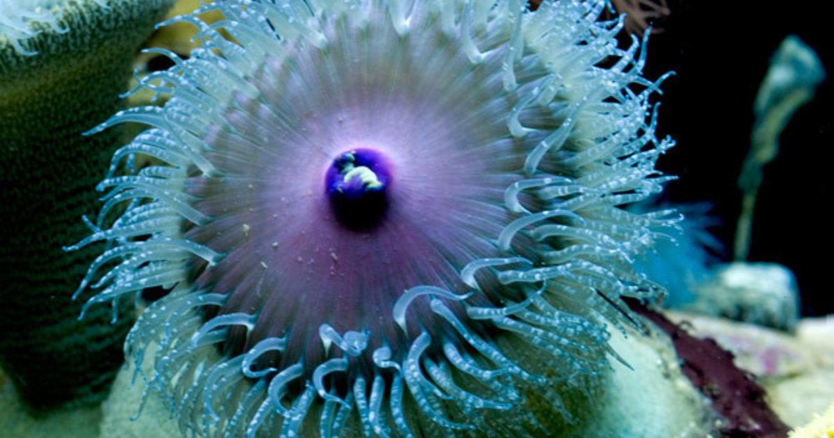 Two Oceans Aquarium | Sea anemones