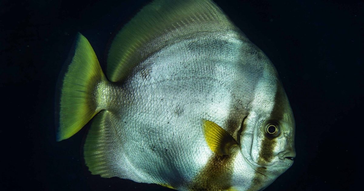 Two Oceans Aquarium | Longfinned batfish
