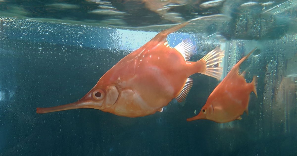 Two Oceans Aquarium | Bellowsfish