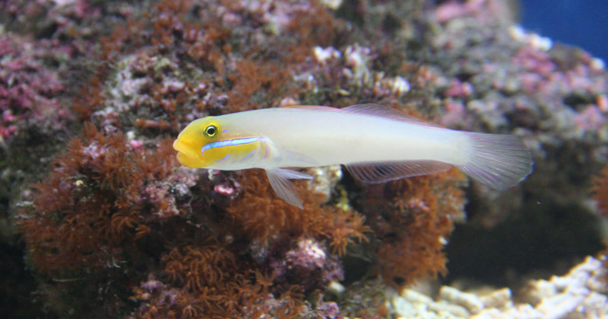 Two Oceans Aquarium | Blue-cheek goby