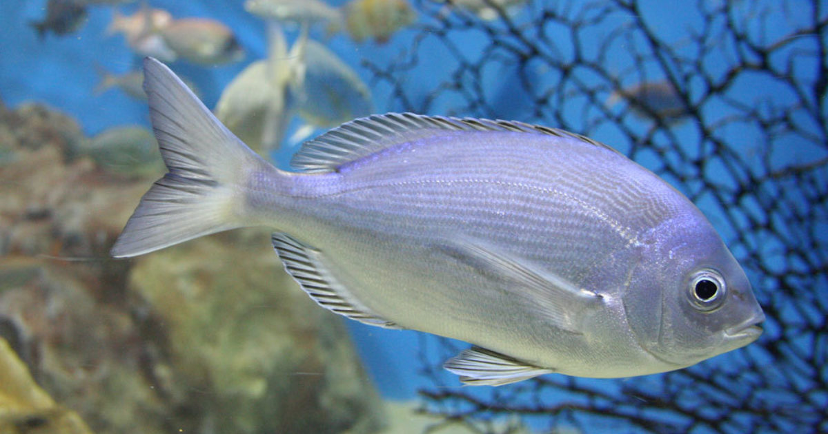 Two Oceans Aquarium Foundation | Blue hottentot