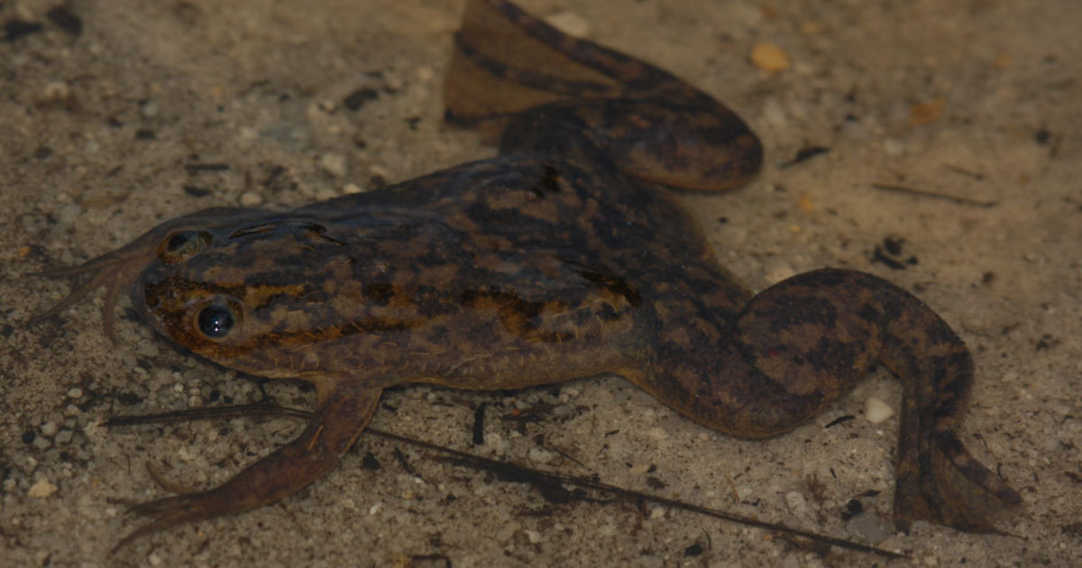 Two Oceans Aquarium | Common platanna (African clawed frog)