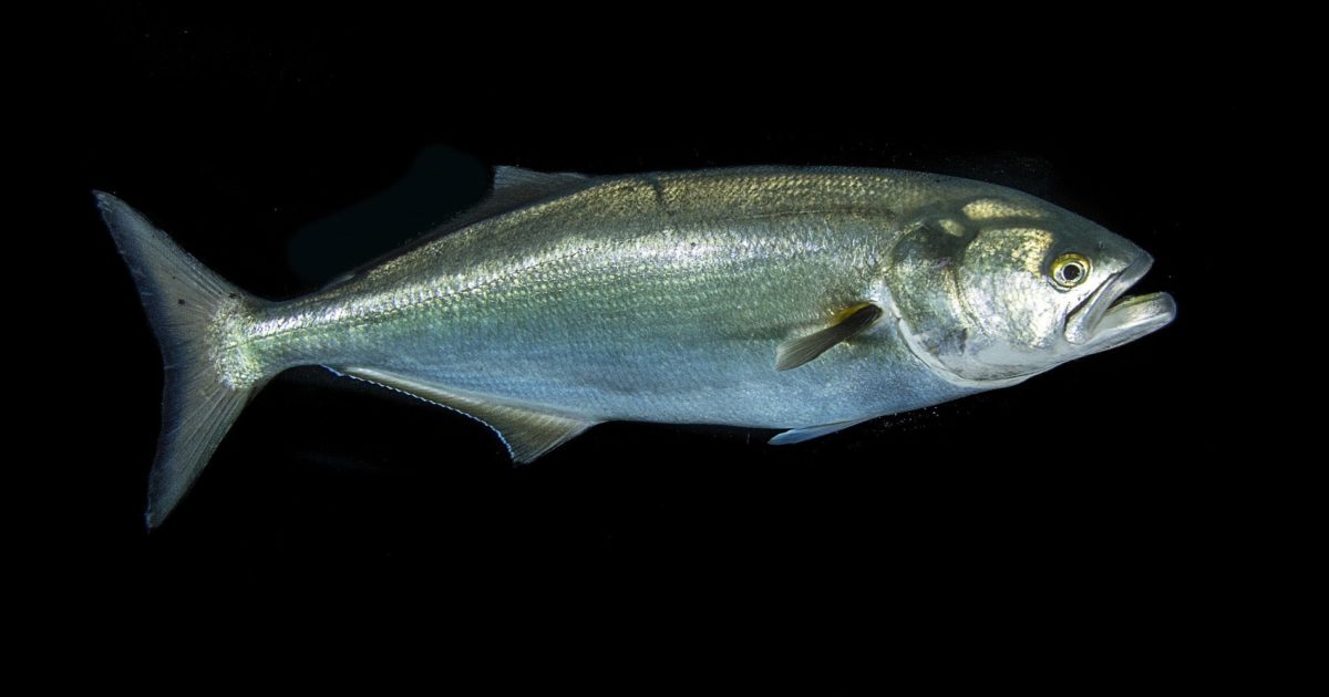 Two Oceans Aquarium | Elf