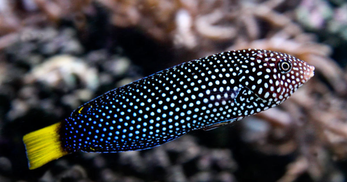 Two Oceans Aquarium | Guinea fowl wrasse