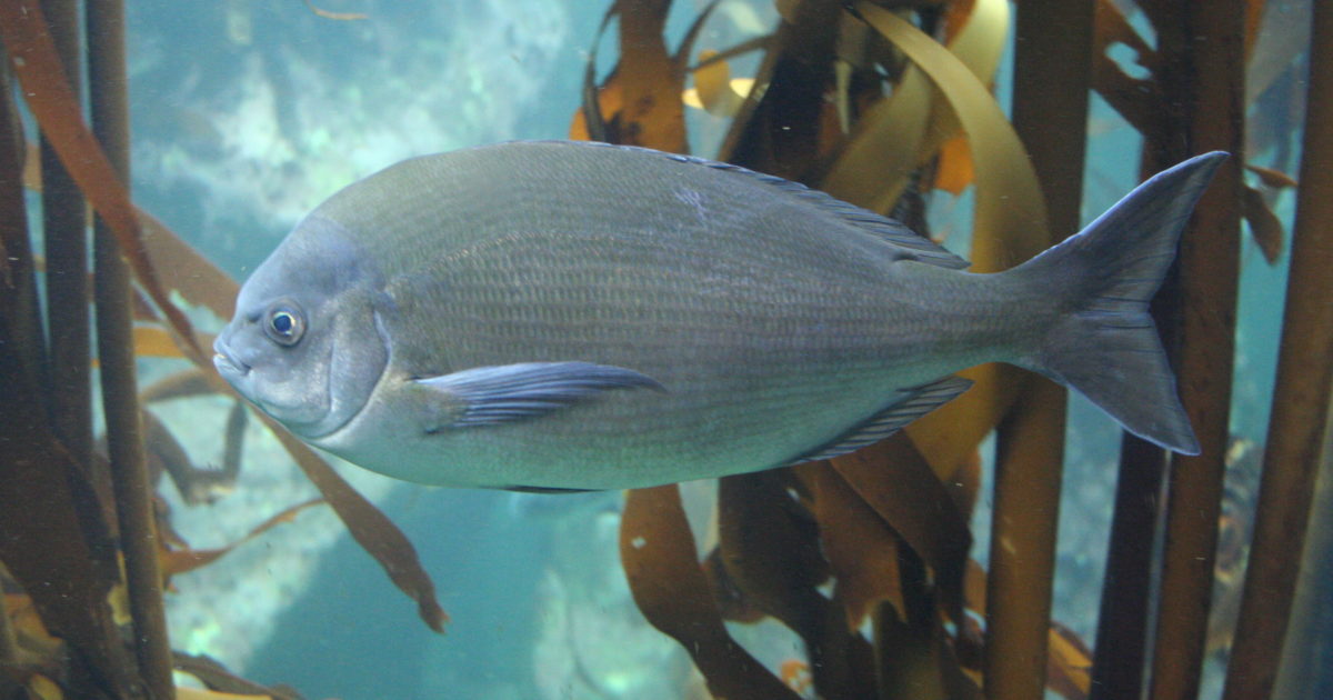 Two Oceans Aquarium | Hottentot