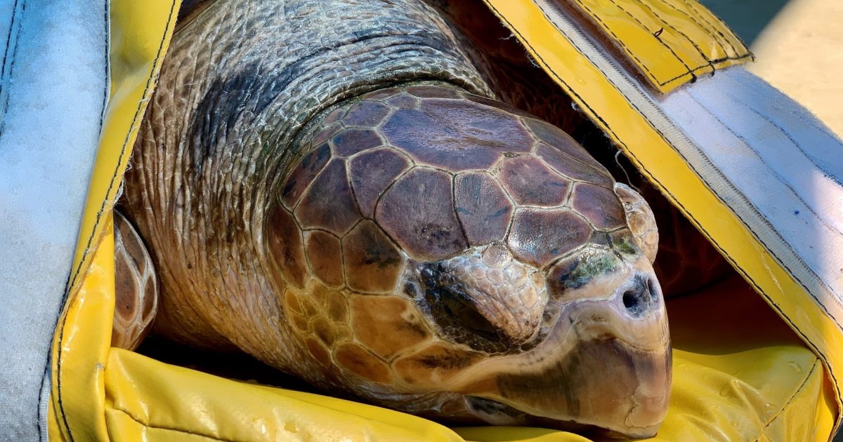 Two Oceans Aquarium | There's a new loggerhead in town - meet nobomvu!