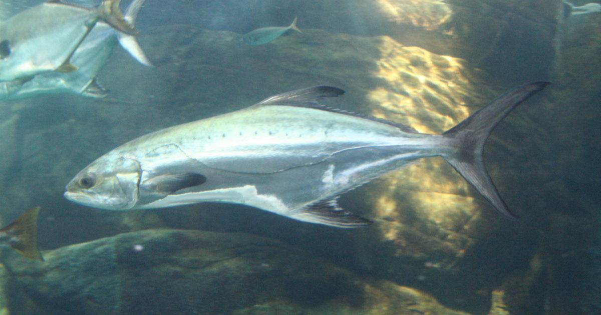 Two Oceans Aquarium | Garrick (leervis)