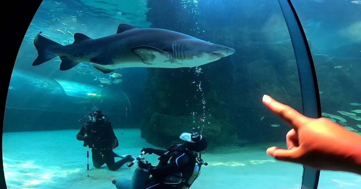 Two Oceans Aquarium | Social distancing with sharks an quick (legal)…