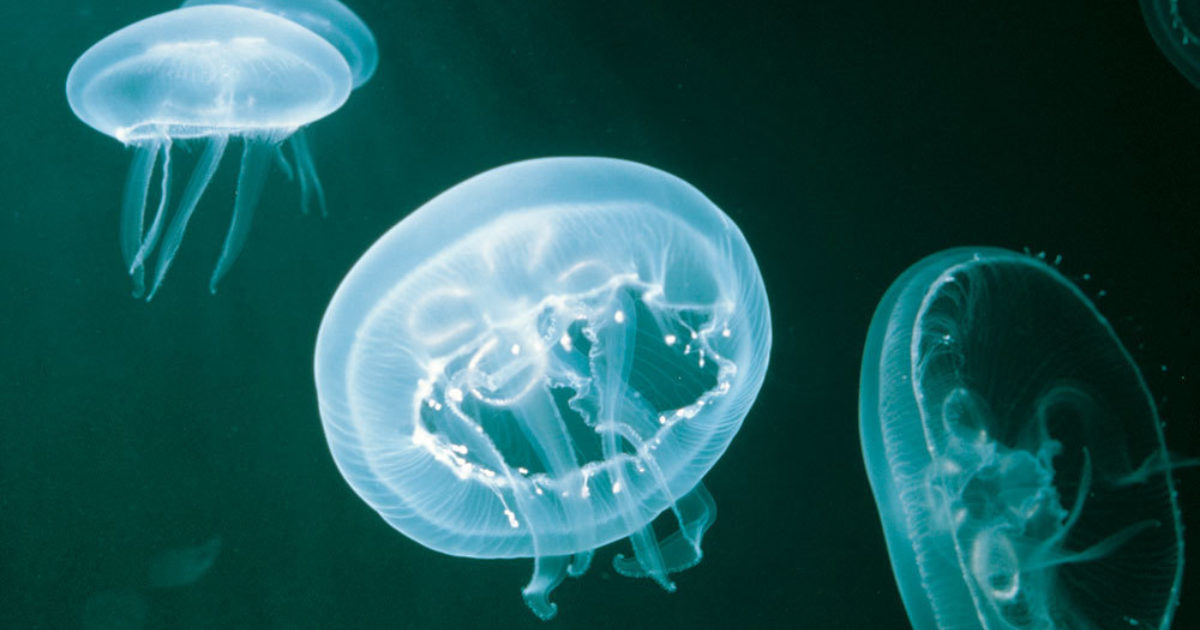 Two Oceans Aquarium | Jellyfish