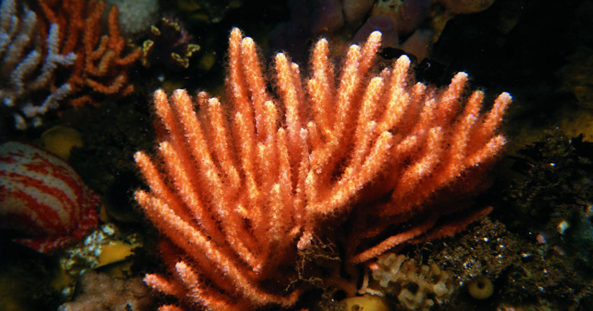 Two Oceans Aquarium | Nippled sea fan