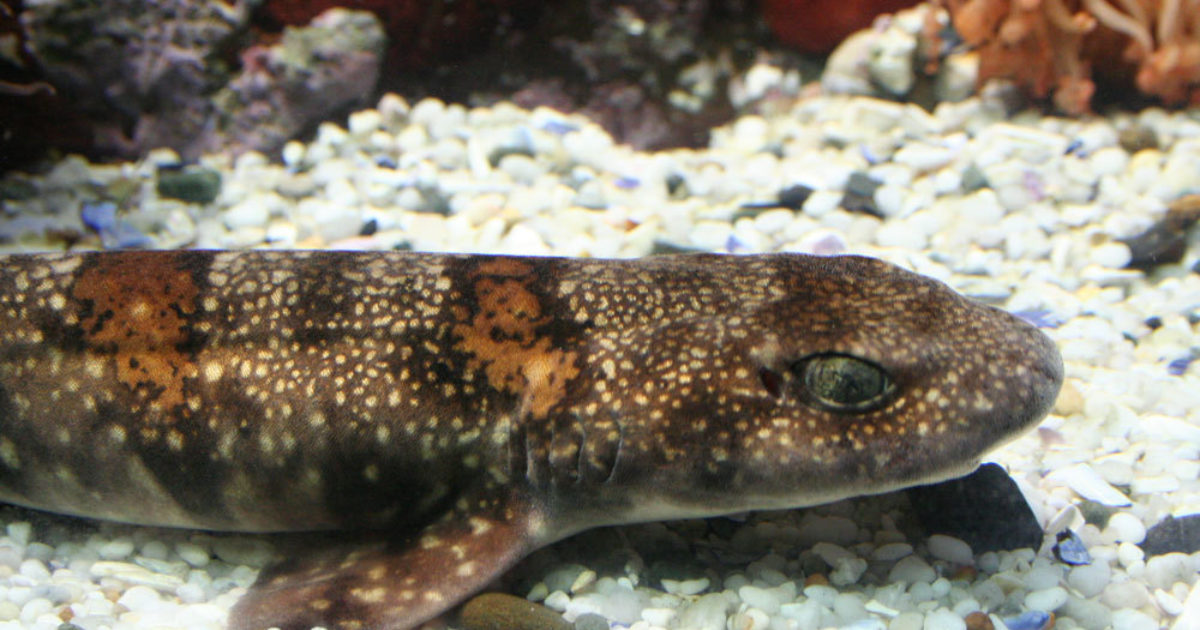 Two Oceans Aquarium | Puffadder shyshark