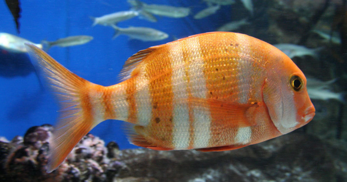 Two Oceans Aquarium | Red stumpnose