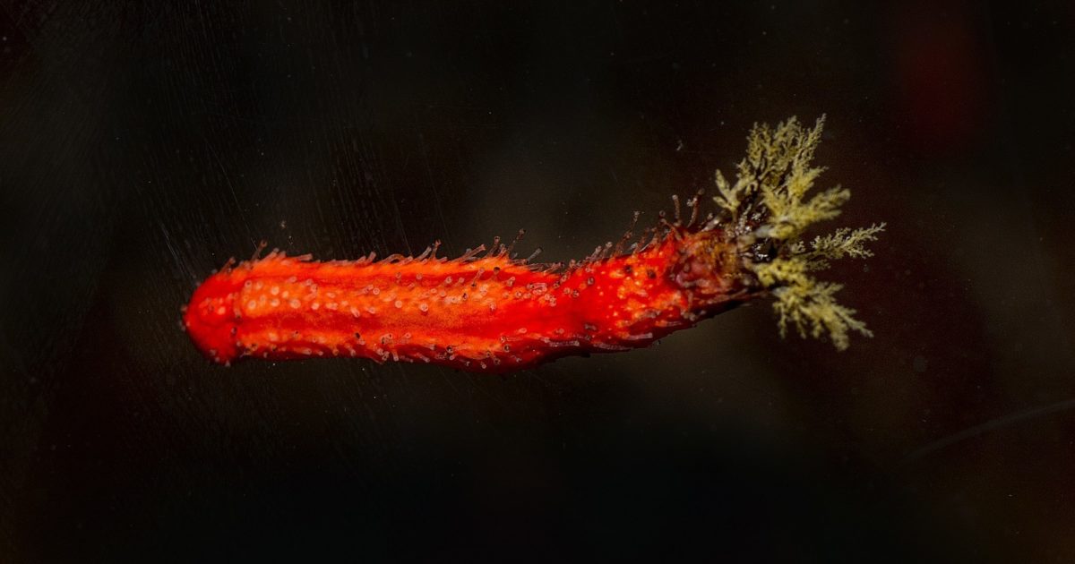 Two Oceans Aquarium | Red-chested sea cucumber