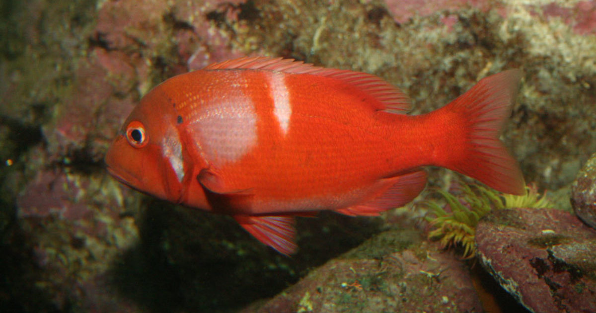 Two Oceans Aquarium | Roman