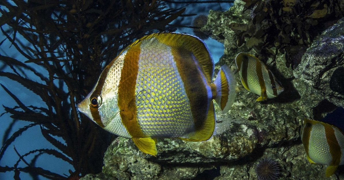 Two Oceans Aquarium | South african butterflyfish