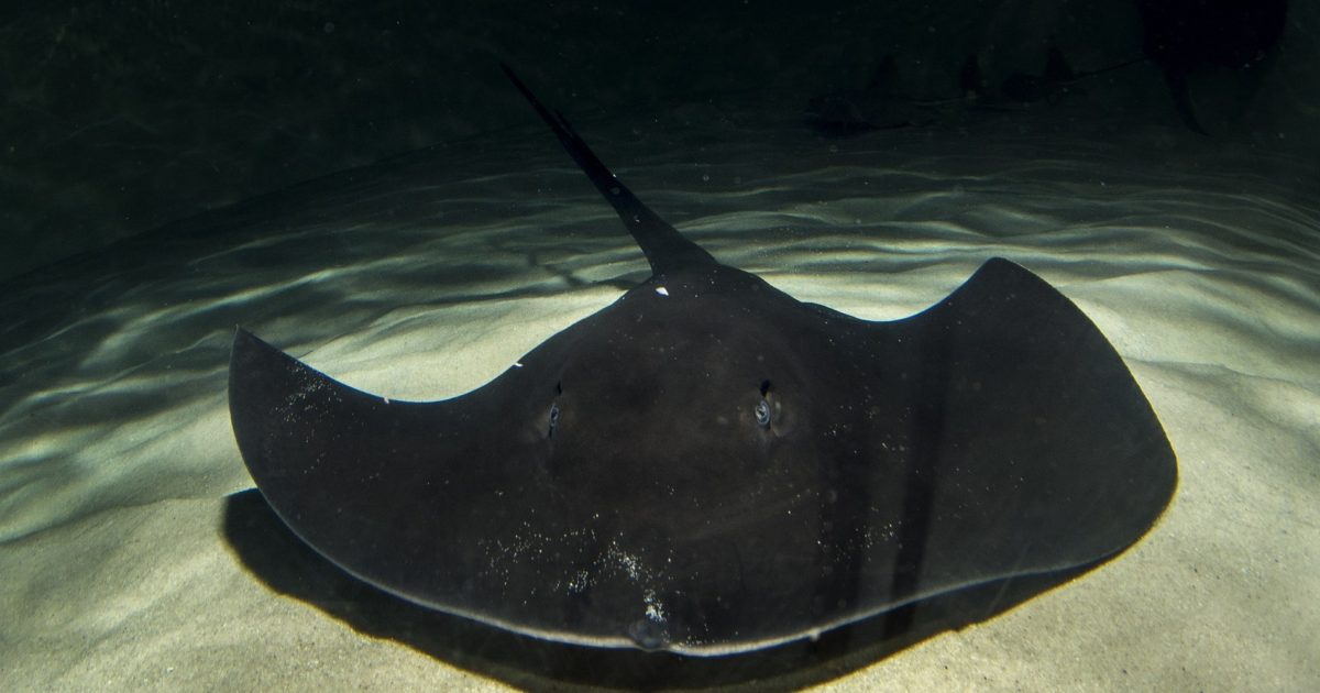 Two Oceans Aquarium Foundation | Short-tail stingray