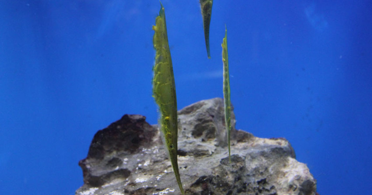 Two Oceans Aquarium Foundation | Shrimpfish