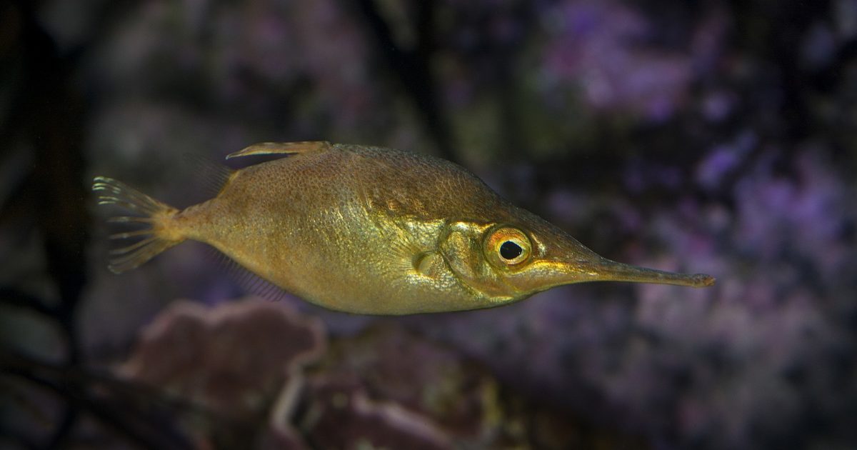 Two Oceans Aquarium | Slender snipefish
