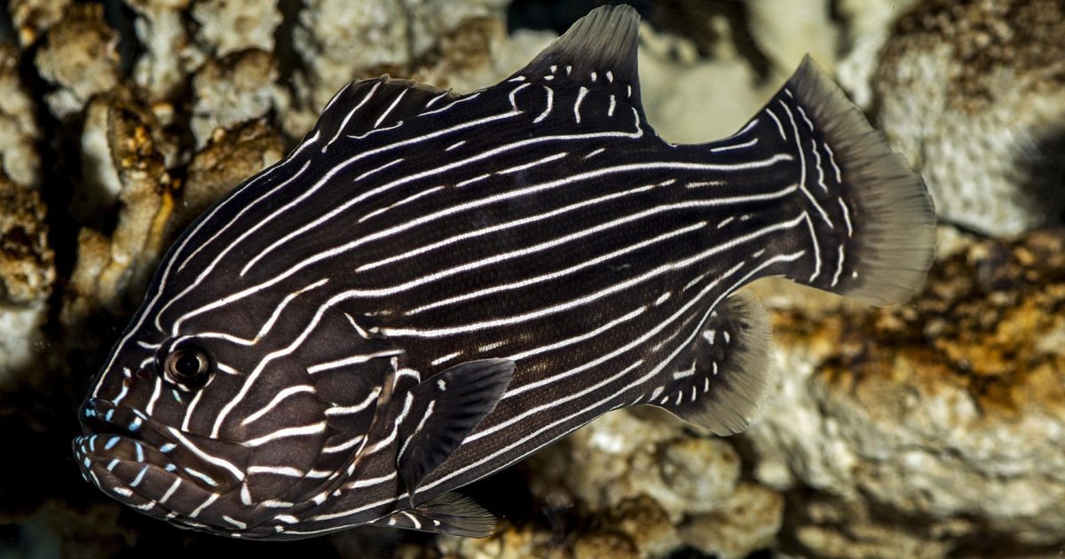 Two Oceans Aquarium | Sixstripe soapfish