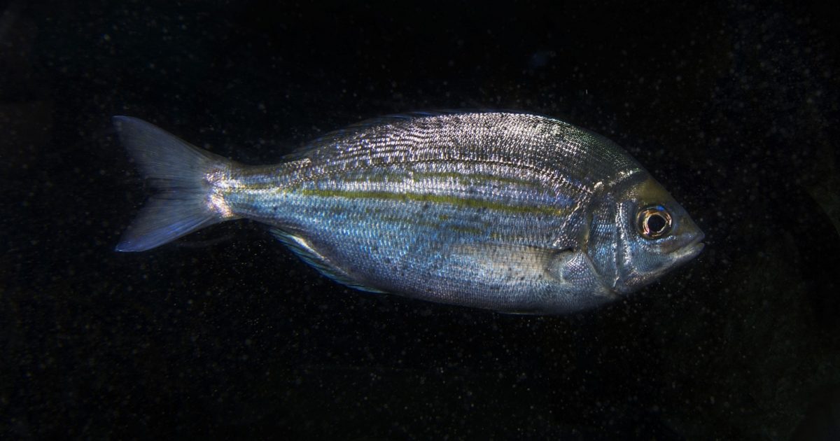 Two Oceans Aquarium | Steentjie