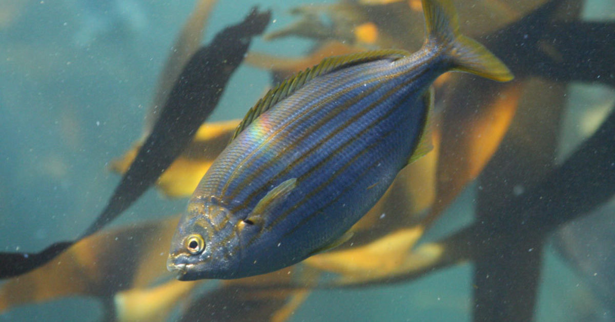 Two Oceans Aquarium | Strepie