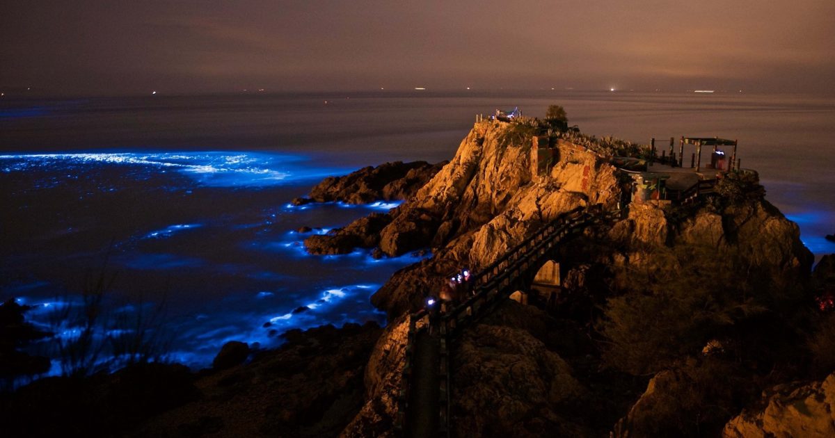 Two Oceans Aquarium | Animals that glow