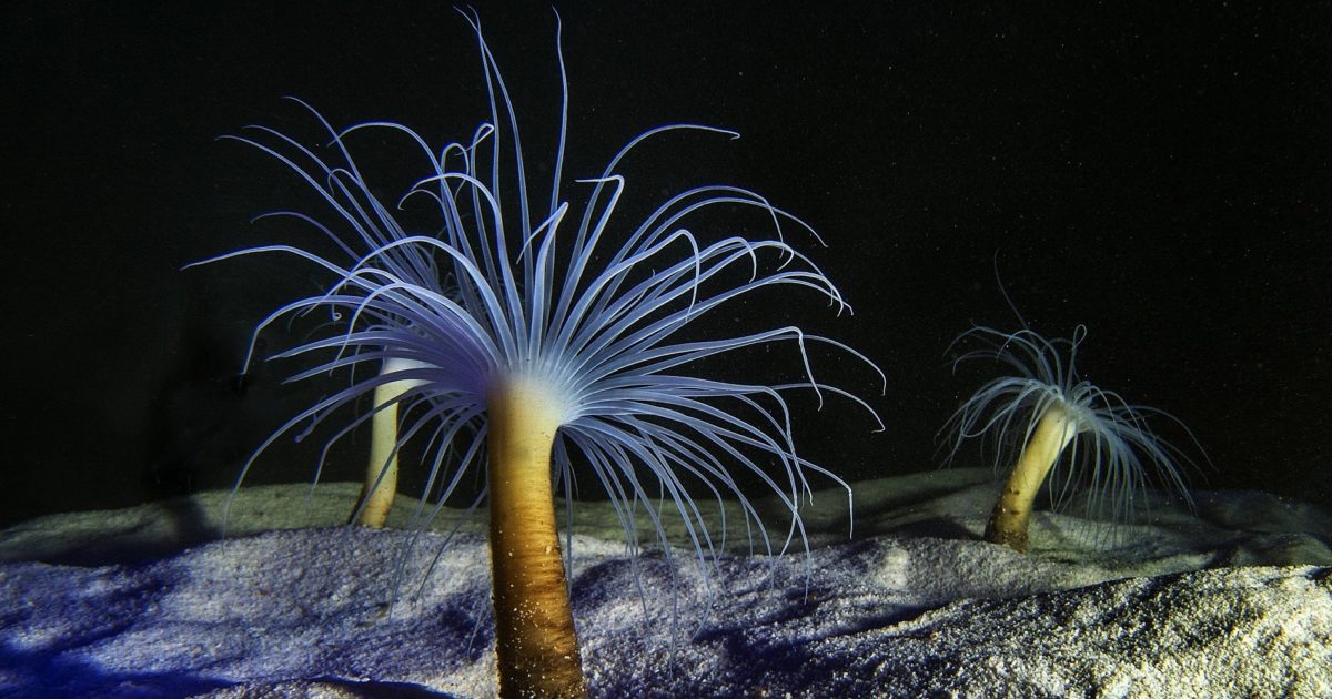 Two Oceans Aquarium | Tube anemone