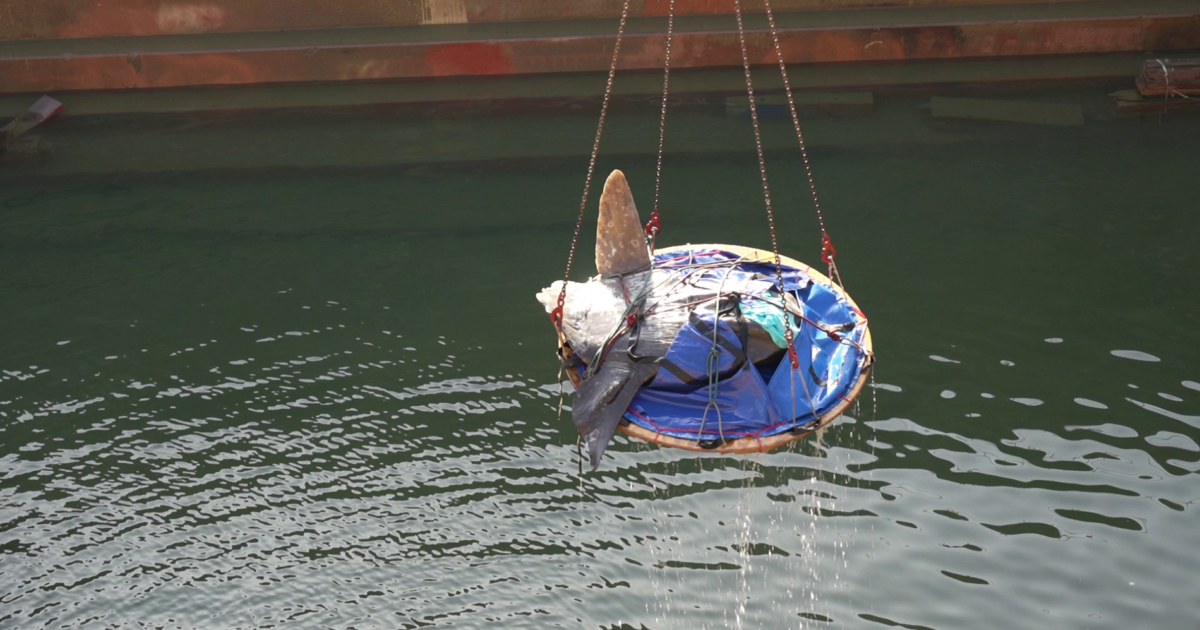 Two Oceans Aquarium Foundation | We gave a sunfish a "lift" to safety