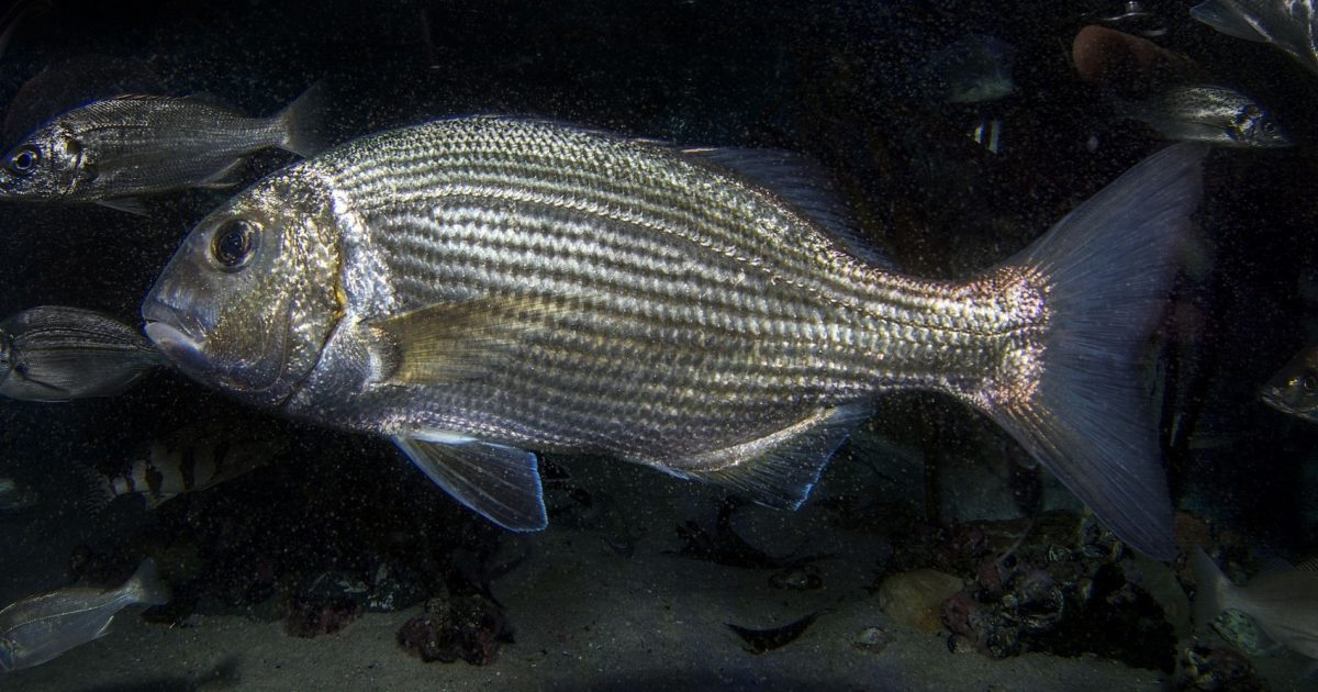 Two Oceans Aquarium | White musselcracker