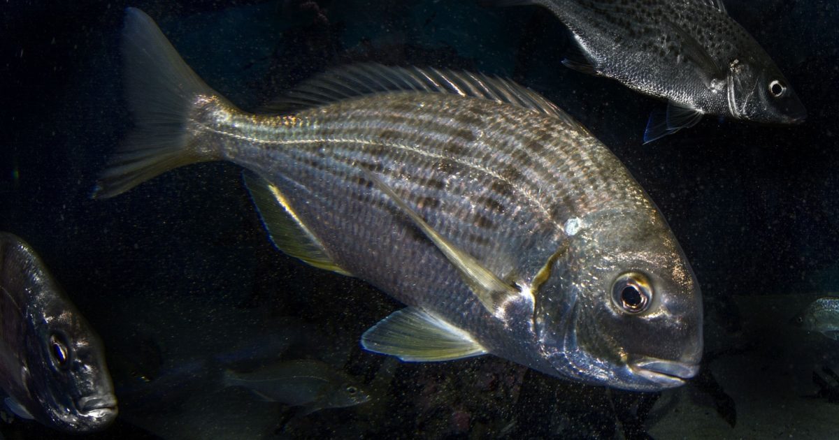Two Oceans Aquarium | White stumpnose