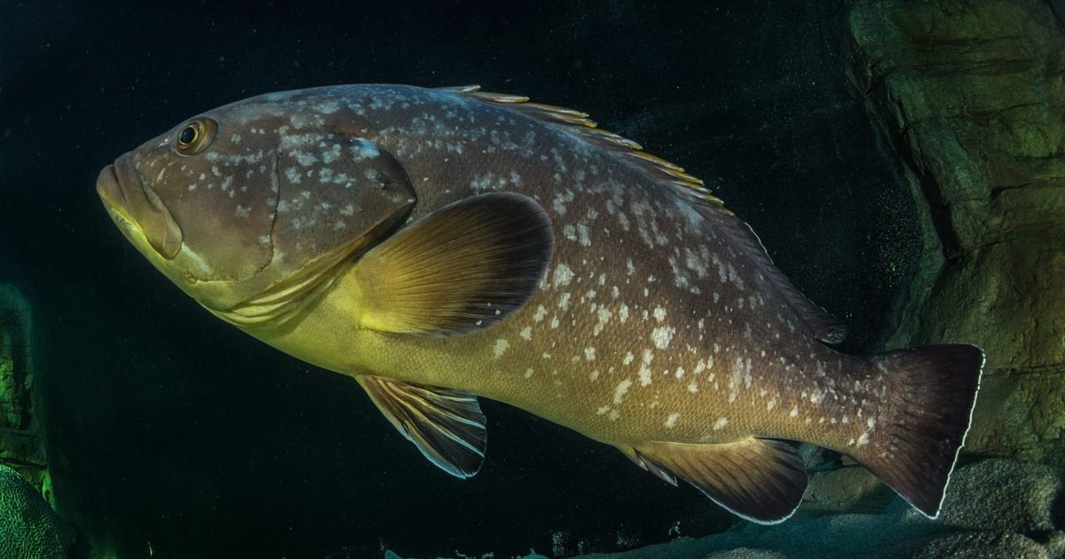 Two Oceans Aquarium | Yellowbelly rockcod