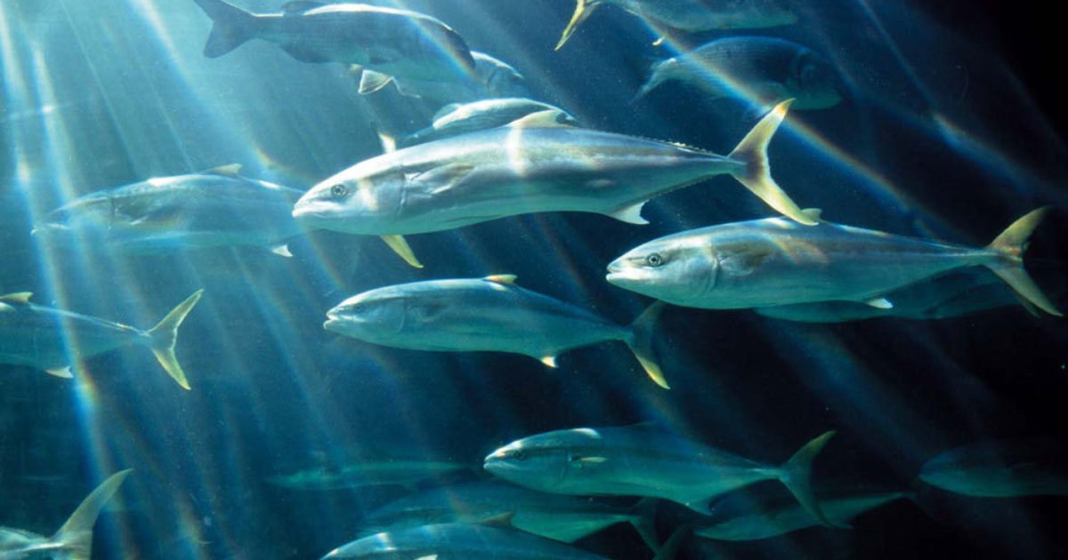 Two Oceans Aquarium | Giant yellowtail (cape yellowtail)