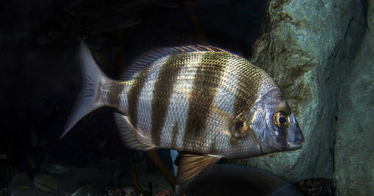 Two Oceans Aquarium | Zebra Fish
