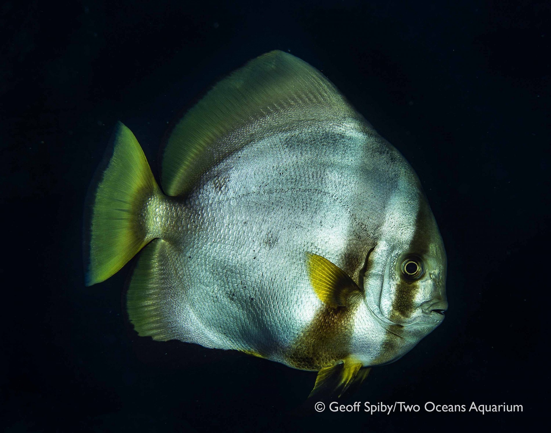 Longfinned batfish – Species – Two Oceans Aquarium | Official Tickets ...